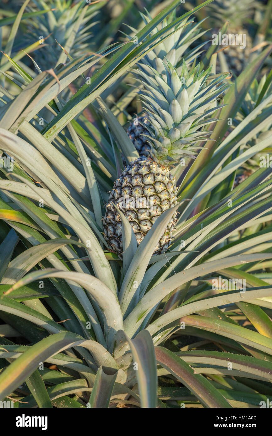 Pineapple plantation thailand hi-res stock photography and images - Alamy