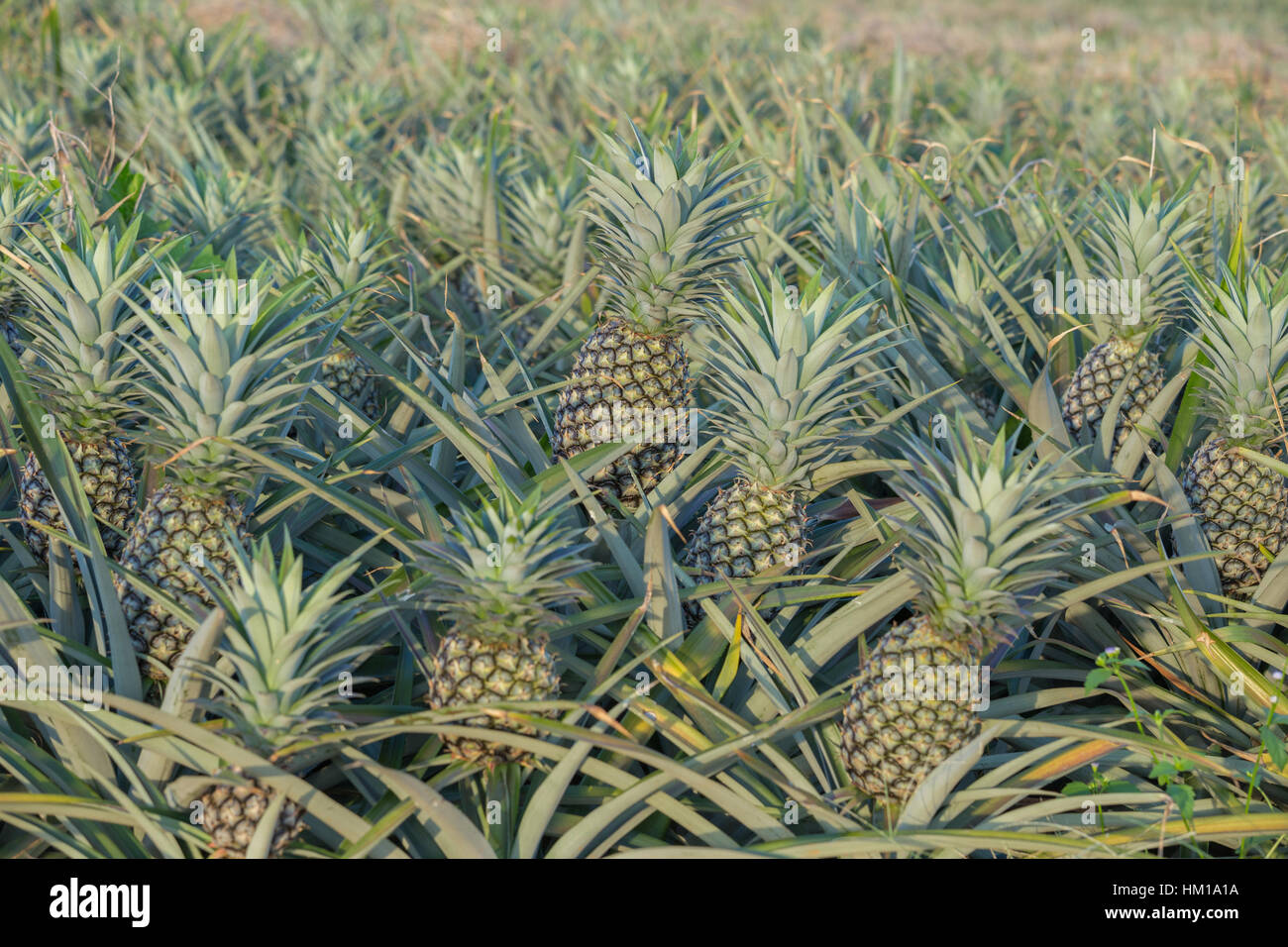 Pineapple plant, tropical fruit growing in a farm, Thailand Stock Photo ...