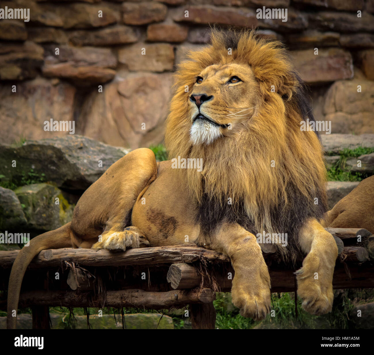 Male lion sitting up looking hi-res stock photography and images - Alamy