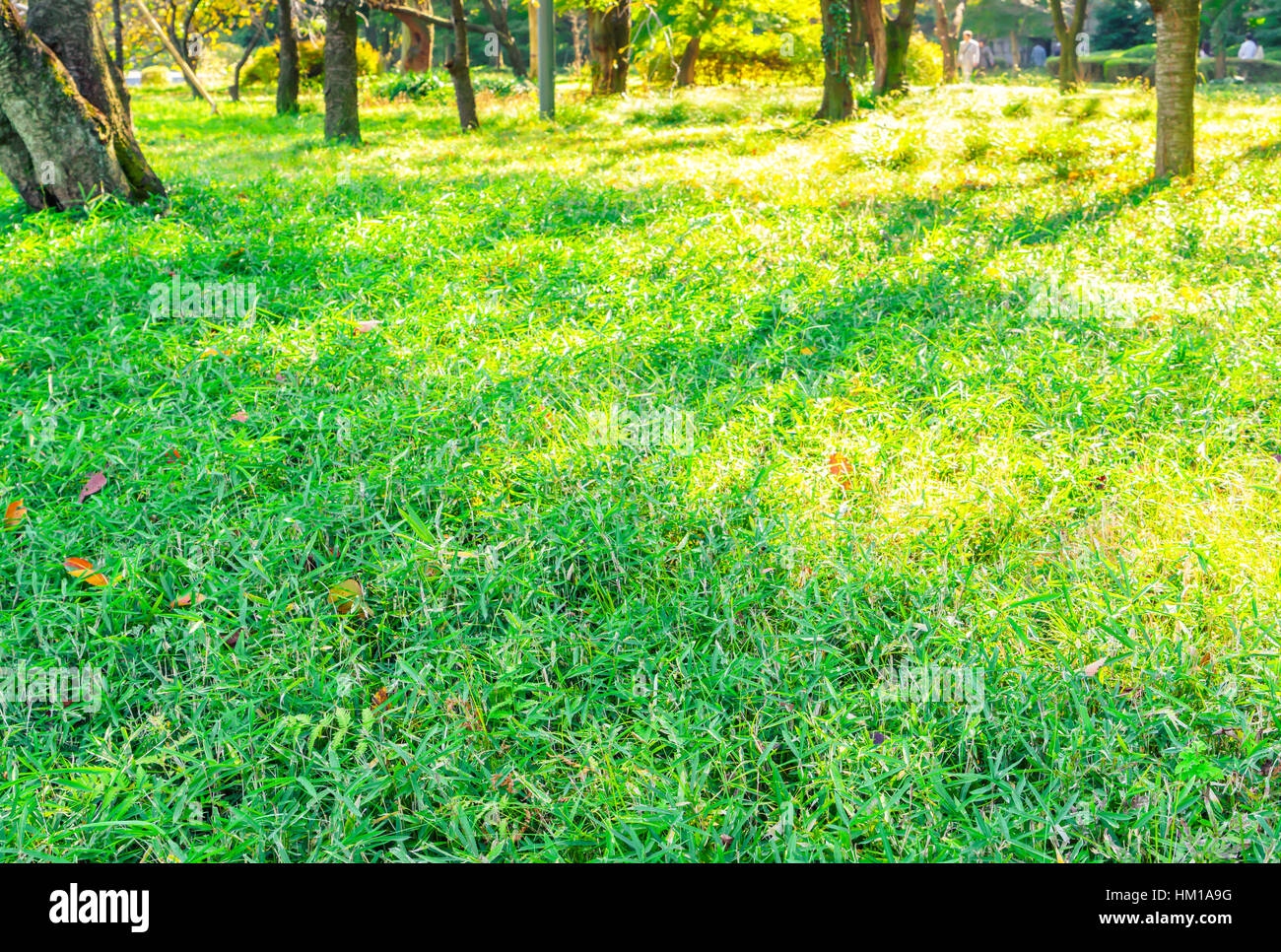 Fresh spring green grass Stock Photo - Alamy