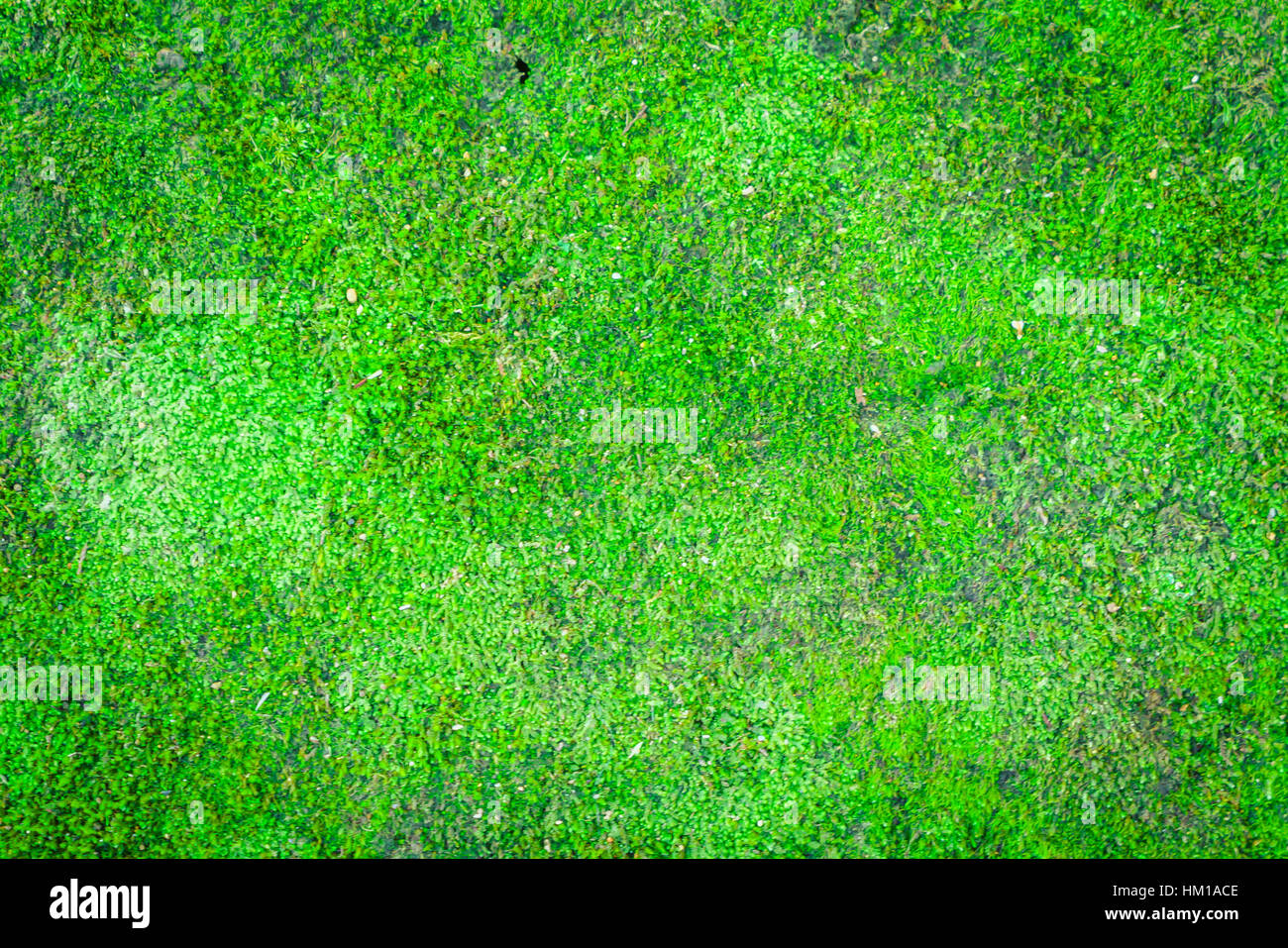 Fresh spring green Moss Stock Photo - Alamy