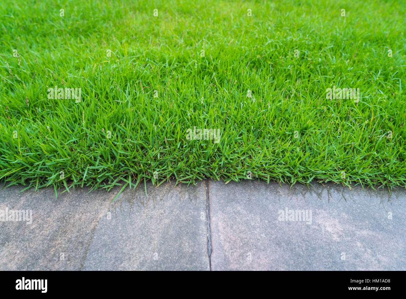 The Walk path in the park with green grass Stock Photo - Alamy