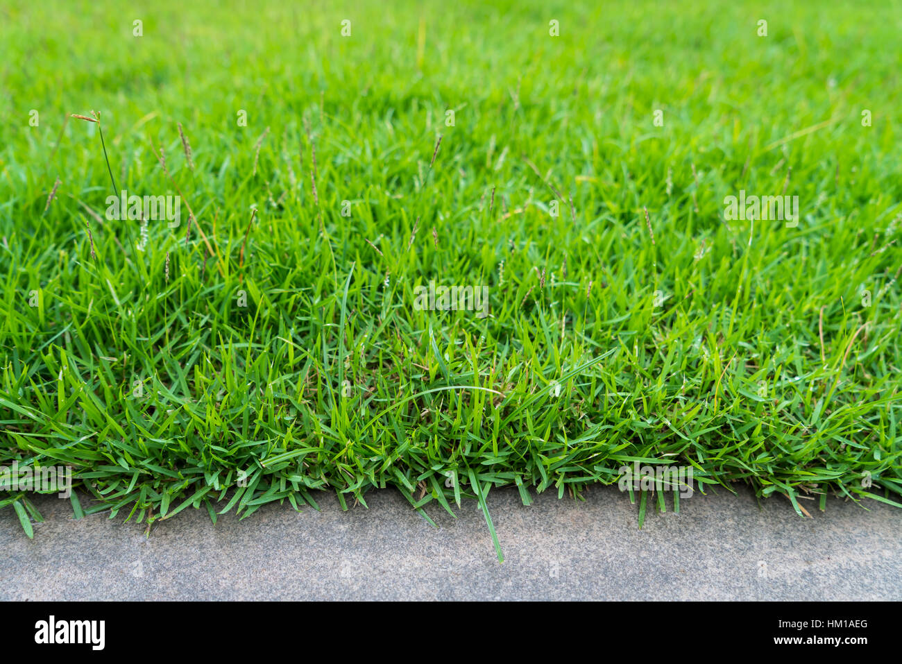 The Walk path in the park with green grass Stock Photo - Alamy