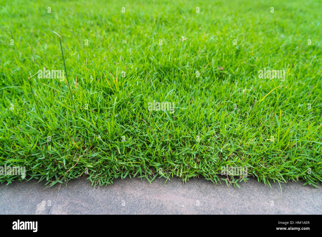 The Walk path in the park with green grass Stock Photo - Alamy