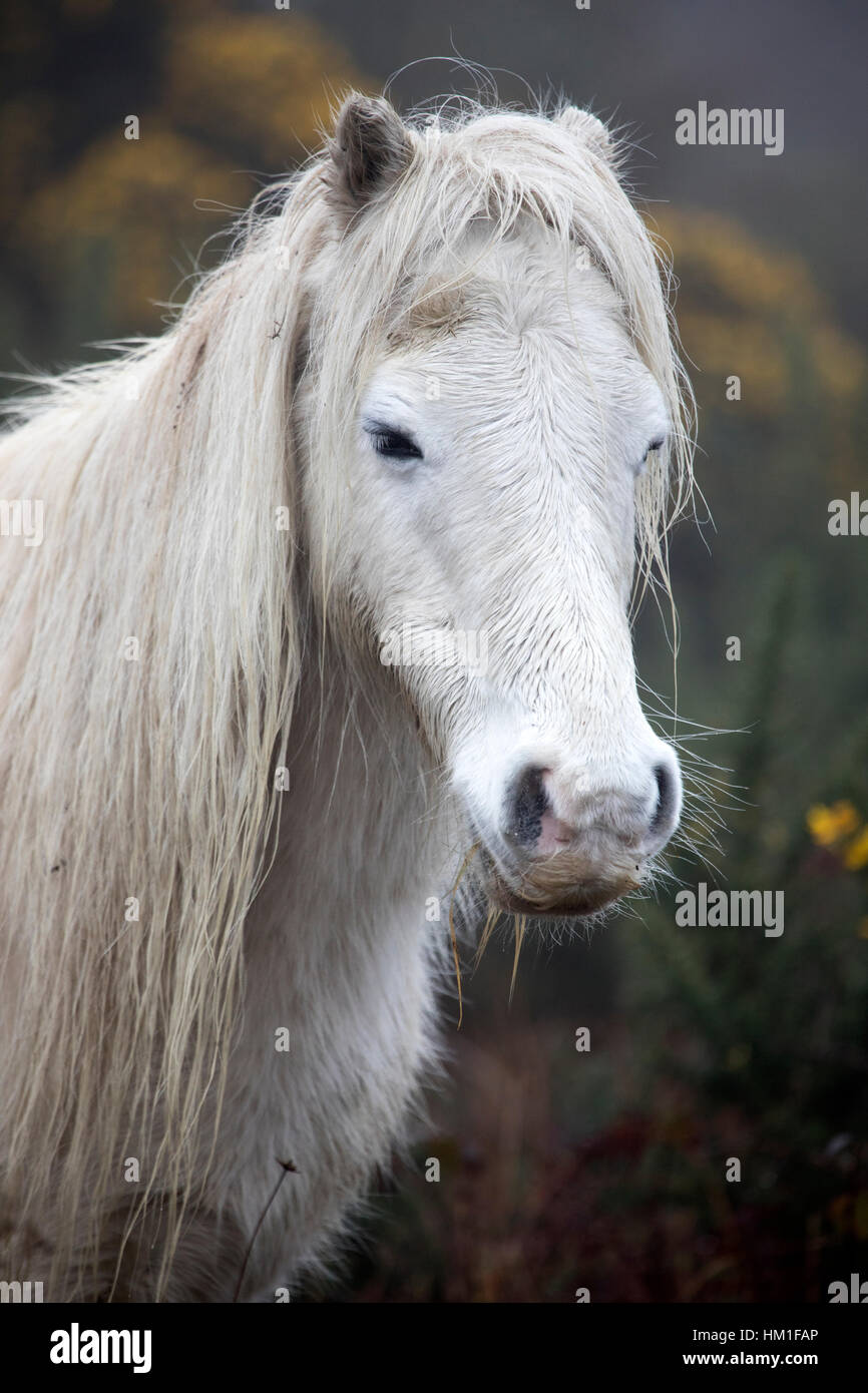 Wild Carneddau Mountain Ponies accustomed to the damp foggy conditions ...