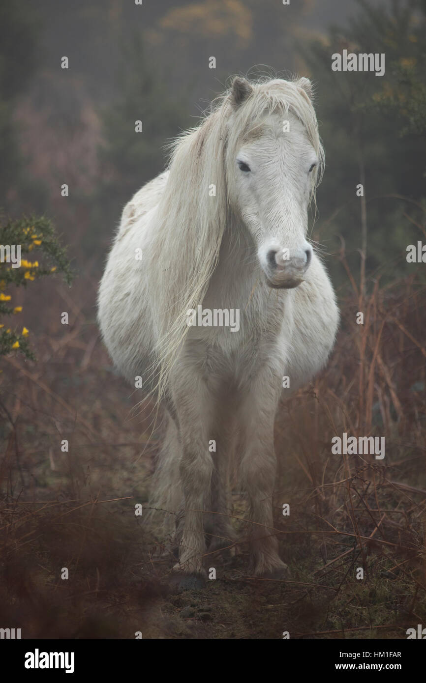 Wild carneddau ponies hi-res stock photography and images - Alamy