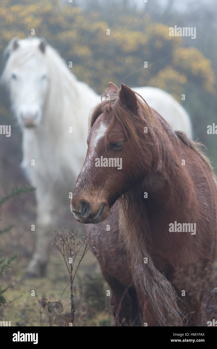 Flintshire, Wales, UK. 31st Jan, 2017. Wild Carneddau Mountain Ponies ...