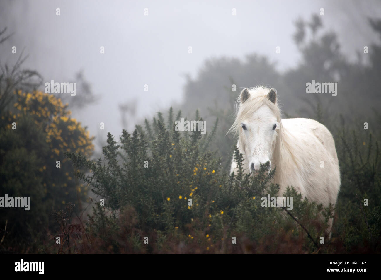 Wild Carneddau Mountain Ponies accustomed to the damp foggy conditions ...
