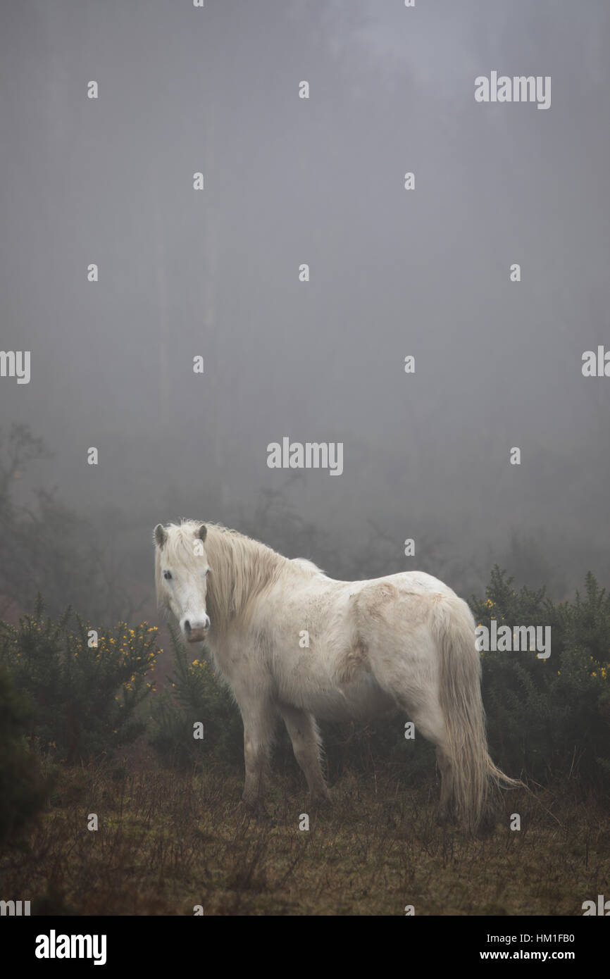 Carneddau mountain ponies hi-res stock photography and images - Alamy