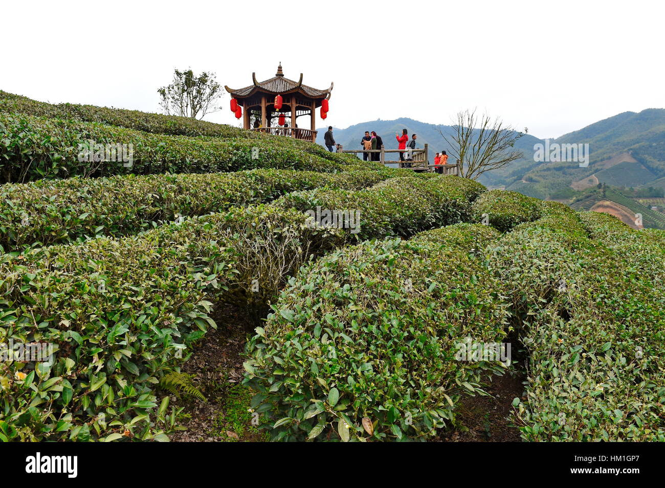 Fujian province tea plantation hi-res stock photography and images - Alamy