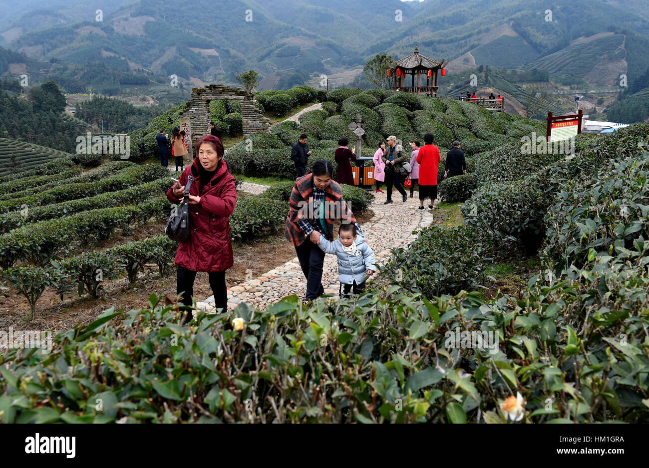 Fujian province tea plantation hi-res stock photography and images - Alamy