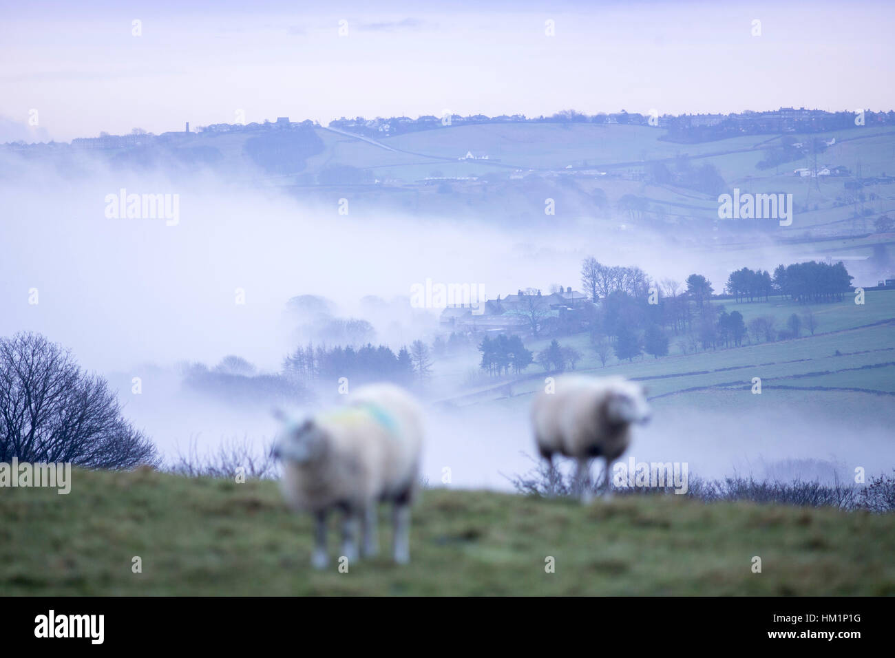 Sheep in the mist near Thornton, West Yorkshire, UK on a grey morning ...