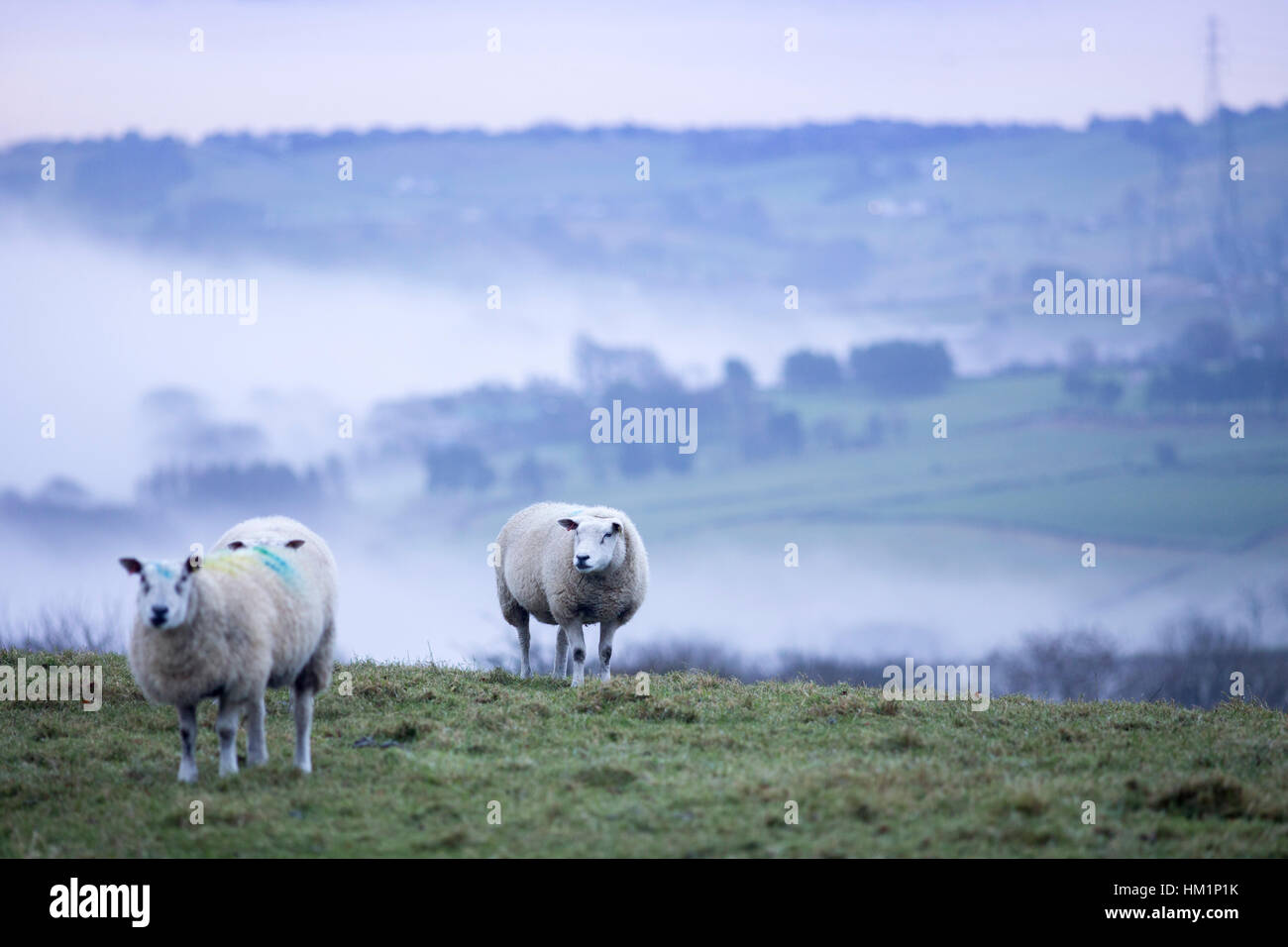 Sheep in the mist near Thornton, West Yorkshire, UK on a grey morning ...