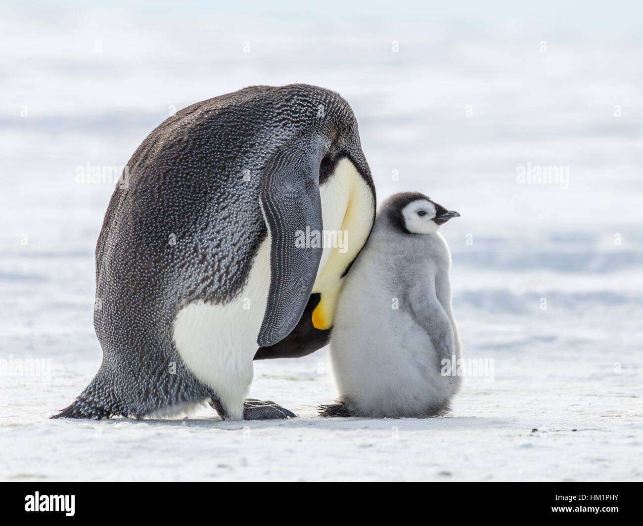 Gould Bay, Weddell Sea, Antarctica. 18th Nov, 2016. An Emperor Penguin ...