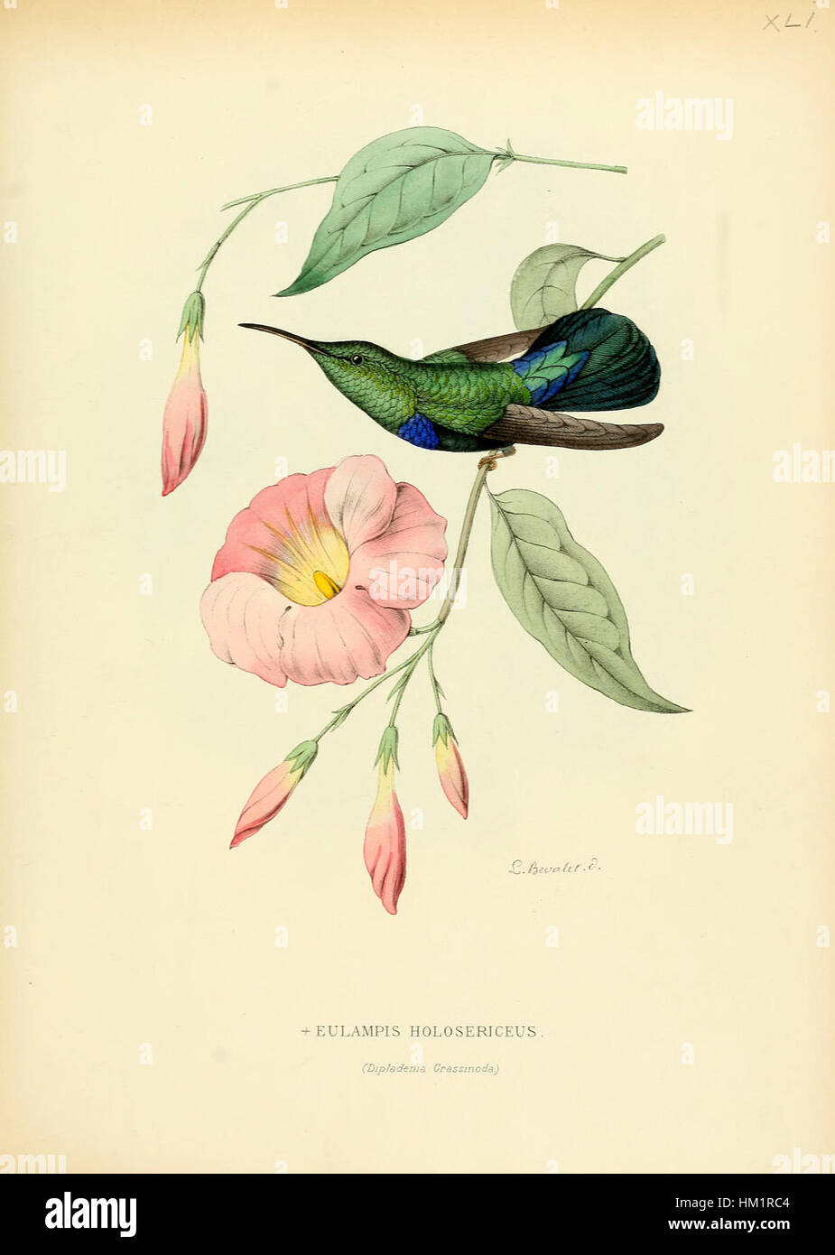 This historical manuscript page depicts natural history with detailed ...