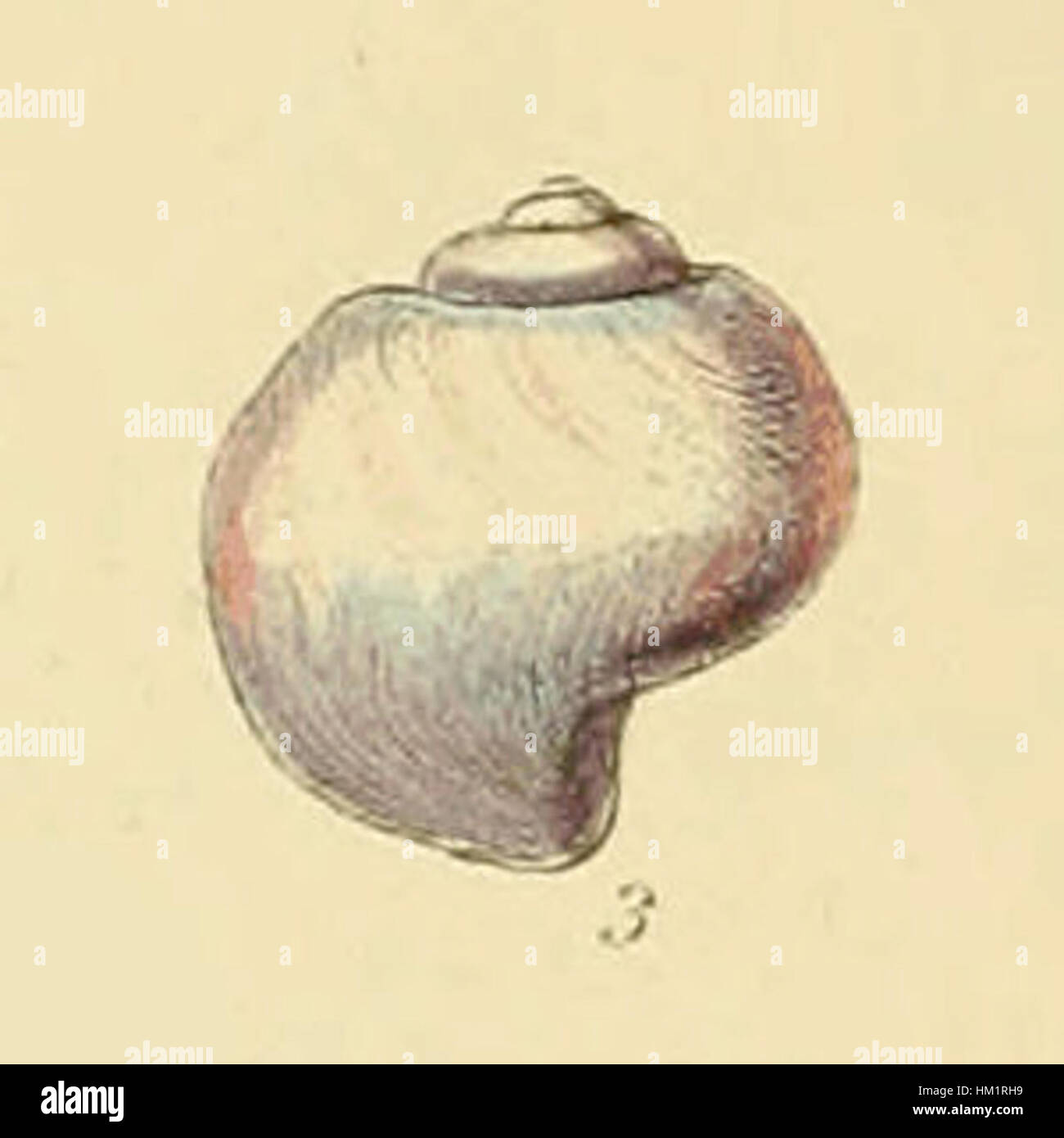 *Ianthina pallida*, also known as the pale purple sea snail, is a ...