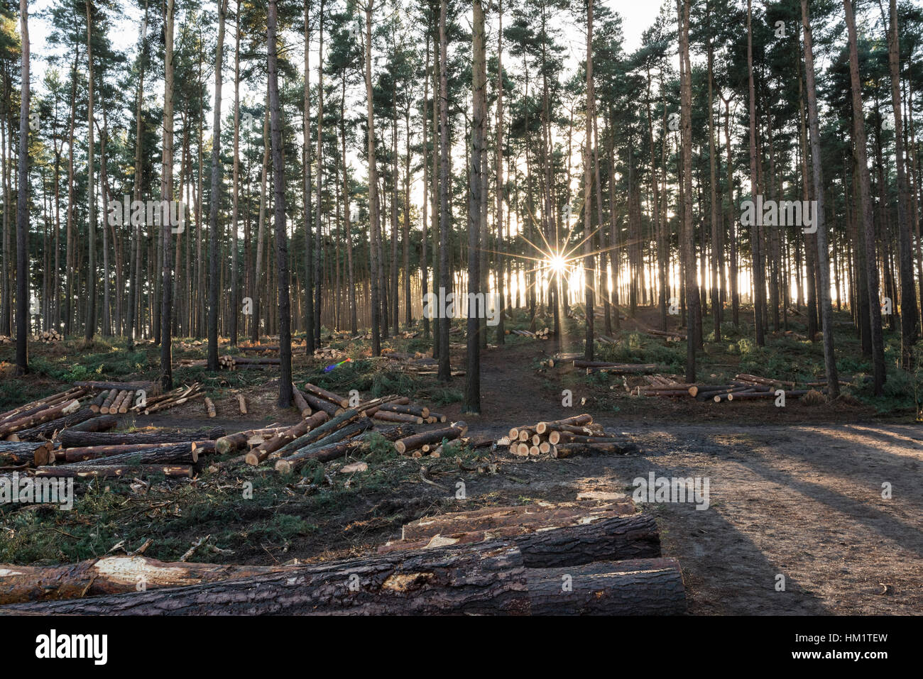 Felled logs in Aspley Woods, UK Stock Photo - Alamy