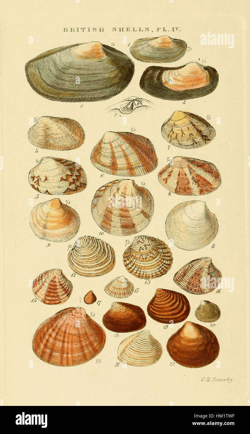 This plate from the 'Illustrated Index of British Shells' provides a ...