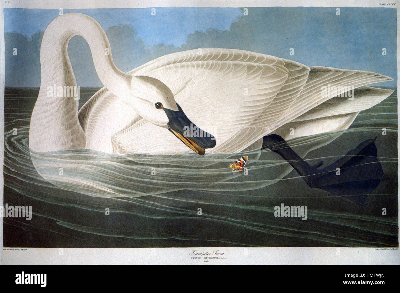 A detailed illustration by John James Audubon from his famed 'The Birds ...