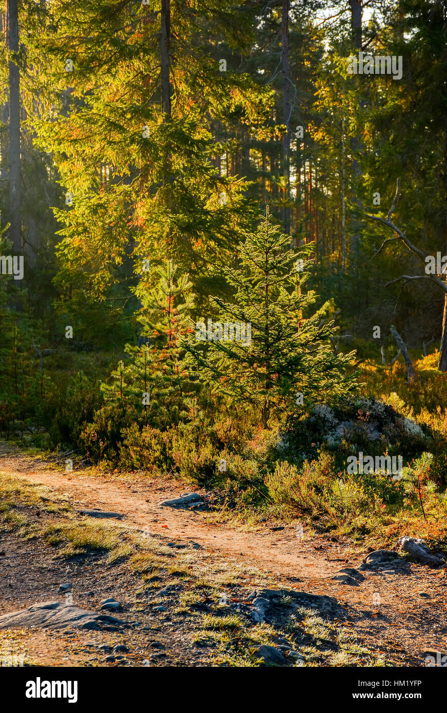 A Sunny morning in a pine forest Stock Photo - Alamy
