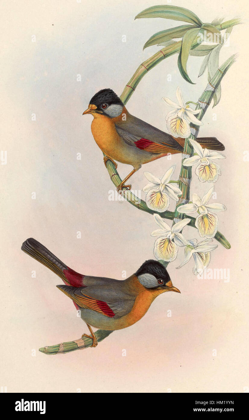 Leiothrix argentauris, a bird species illustrated by Gould, is featured ...