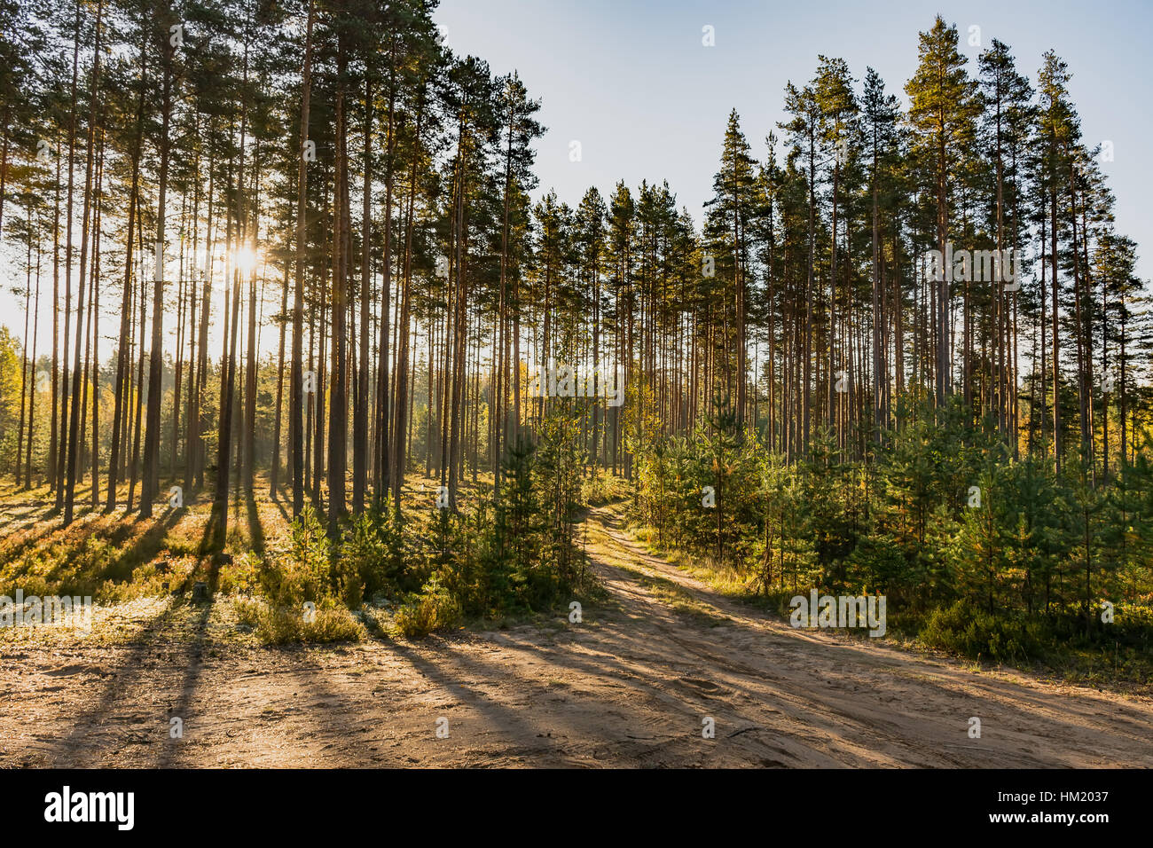 A Sunny morning in a pine forest Stock Photo - Alamy