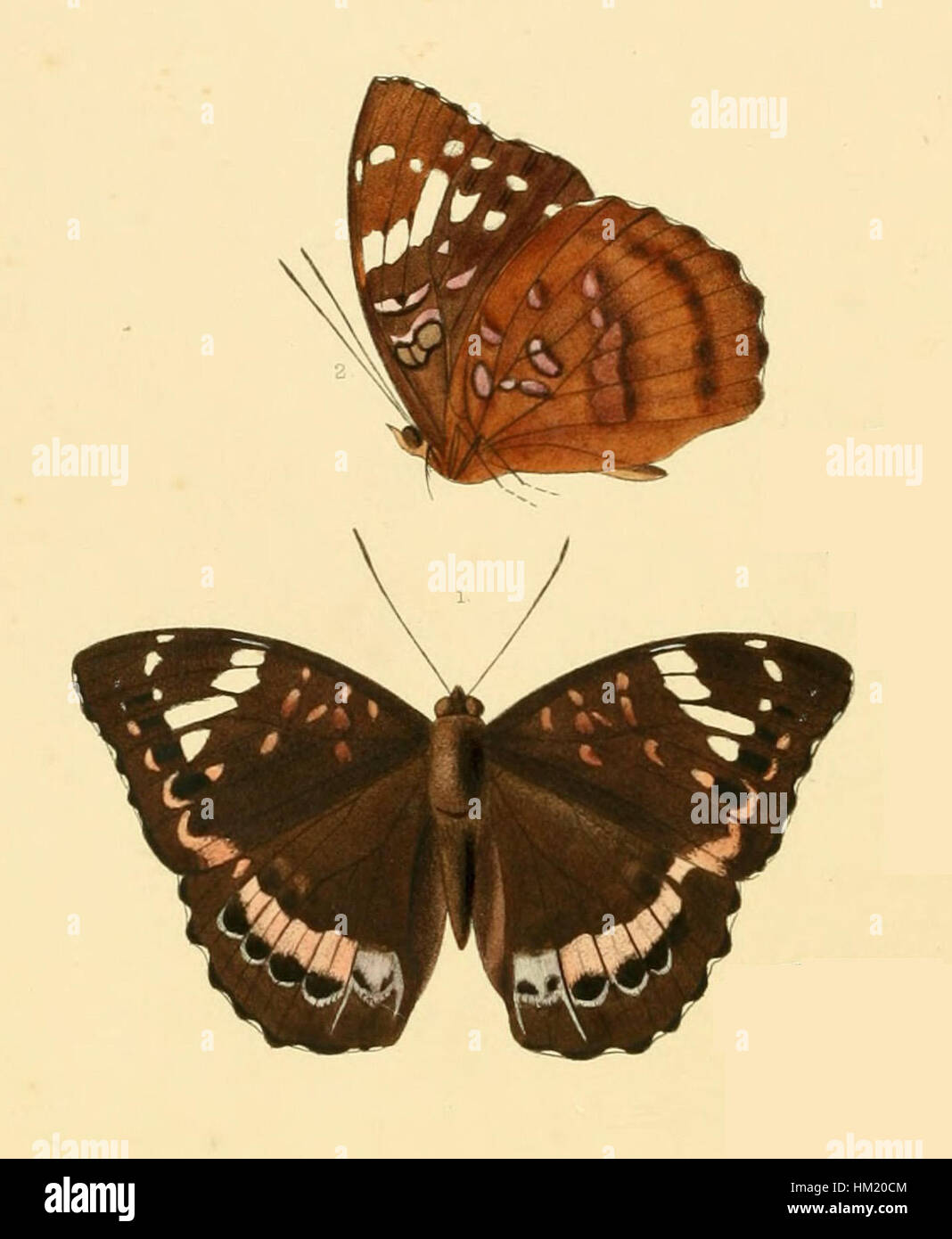 King of colchis hi-res stock photography and images - Alamy