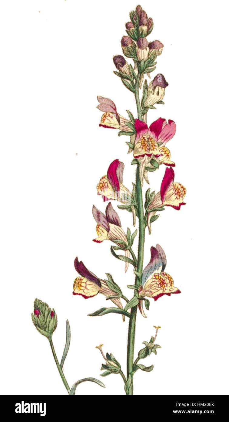 This artwork presents a detailed study of *Linaria reticulata*, a plant ...