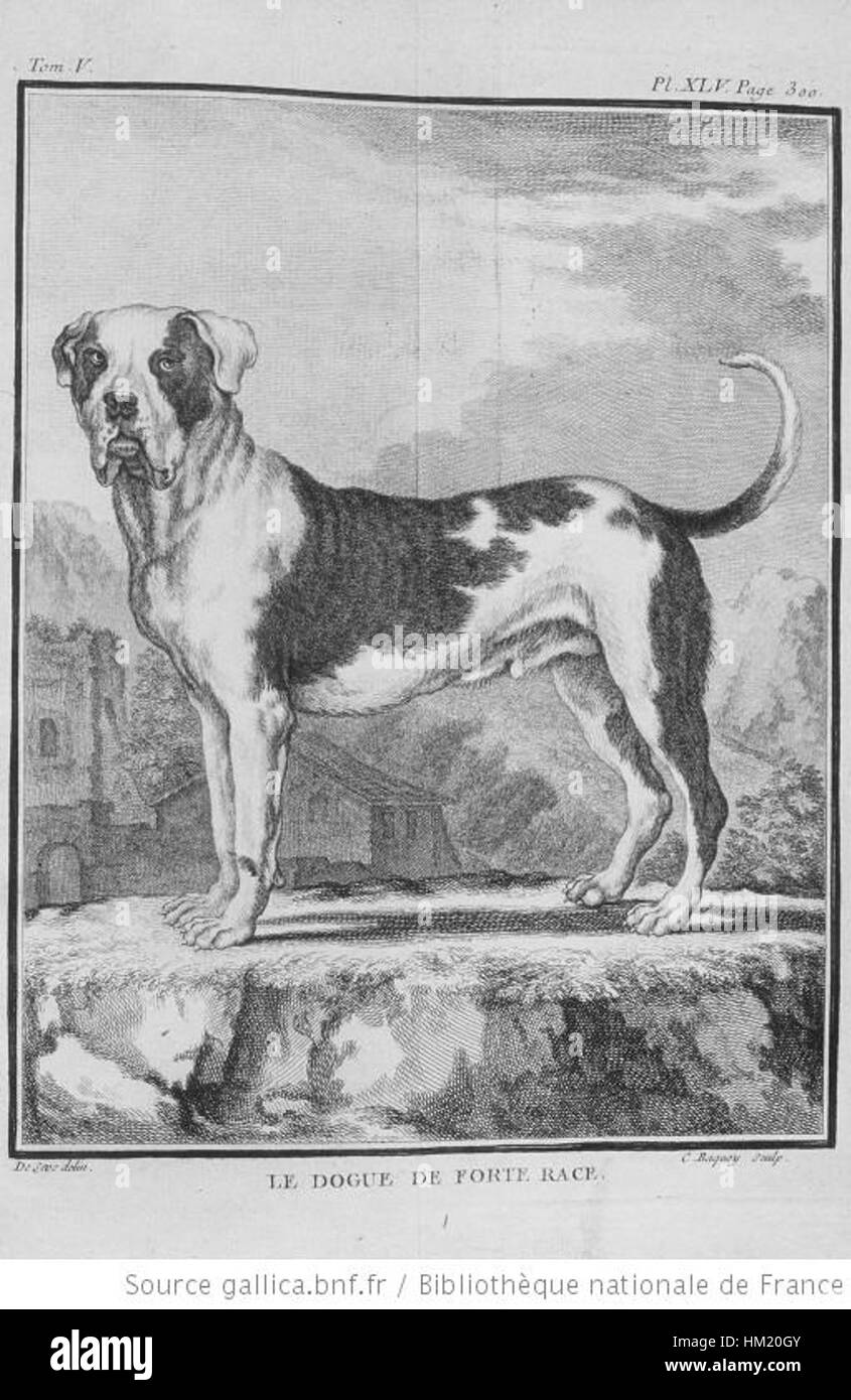 This artwork titled 'Le Dogue de Forte Race' by Buffon features a large ...