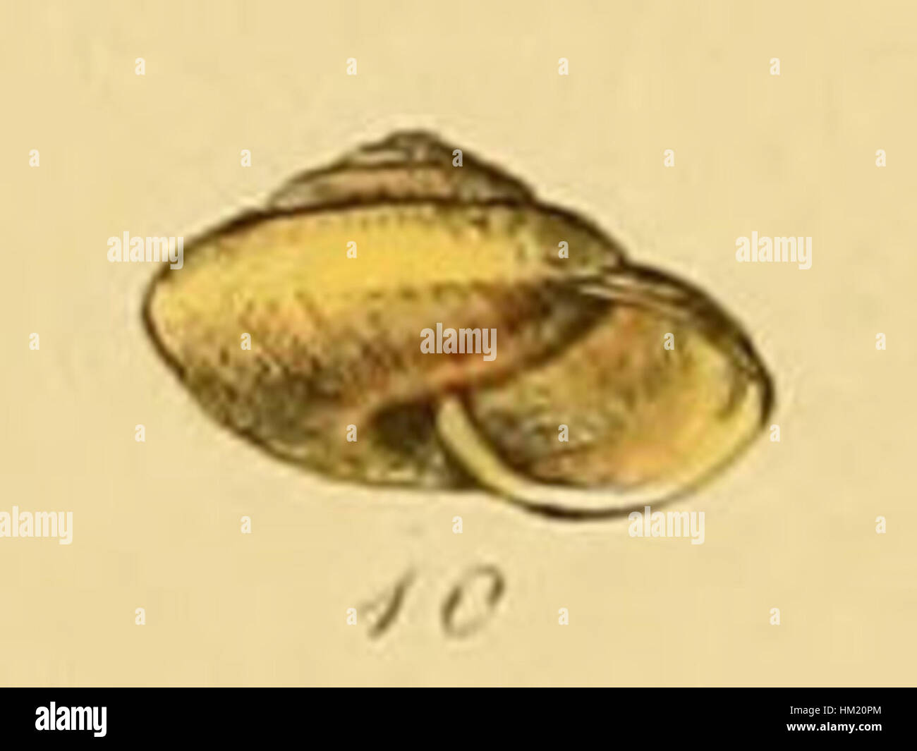 The artwork depicts the species Helix fusca, a type of land snail ...