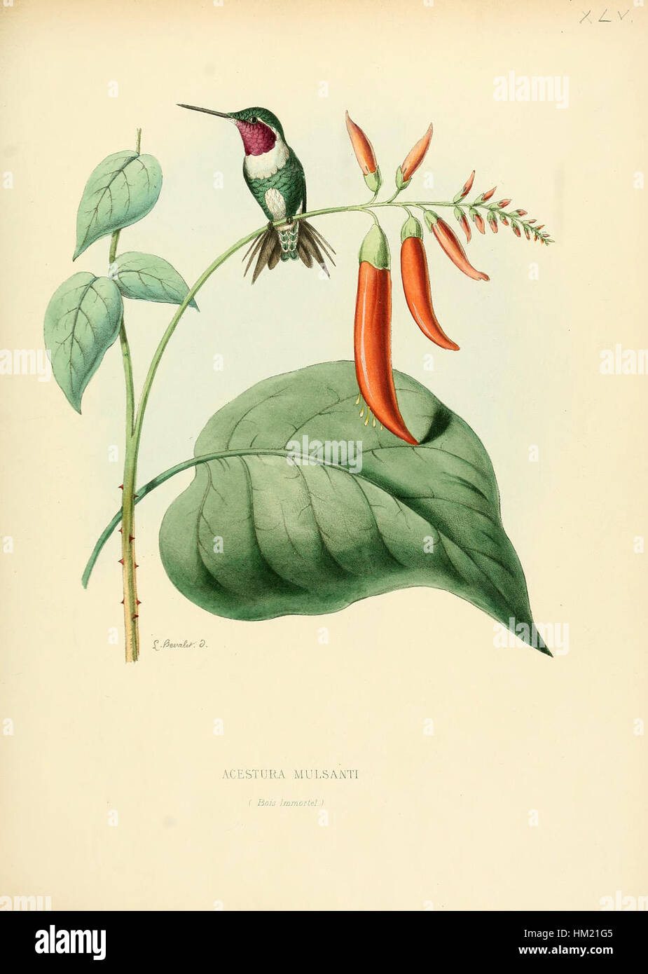 This illustration from the 'Histoirenaturell00muls' manuscript features ...