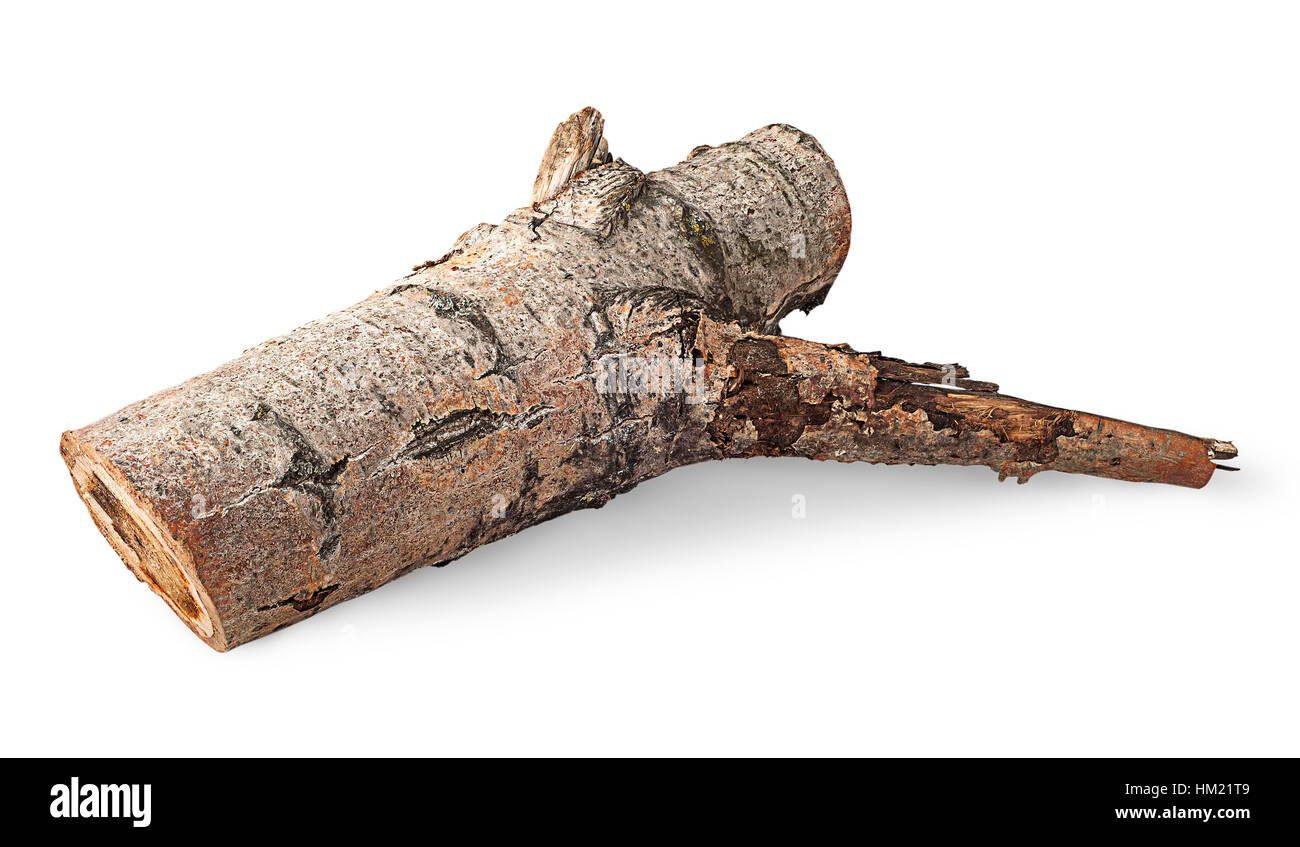 Single poplar log horizontally flipped isolated on white background ...