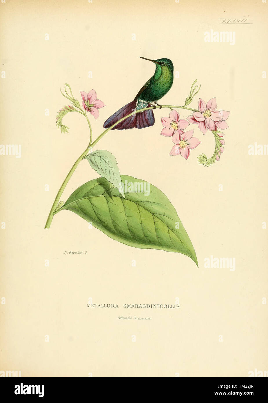An artwork from the 'Histoirenaturell' series, showcasing historical ...