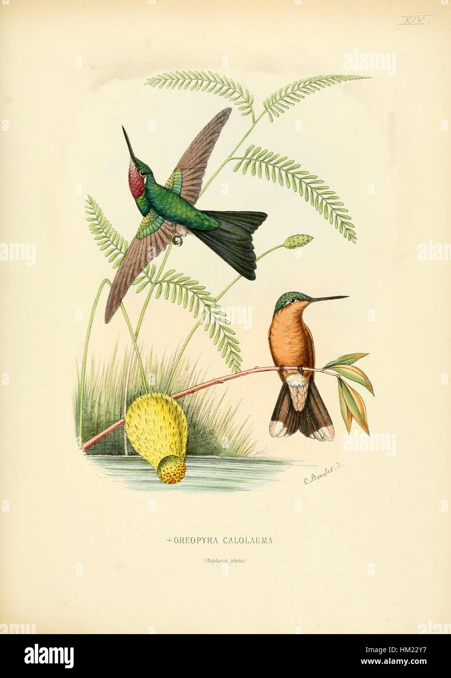 *Histoirenaturell00muls 0035* is a classic example of 19th-century botanical illustration ...