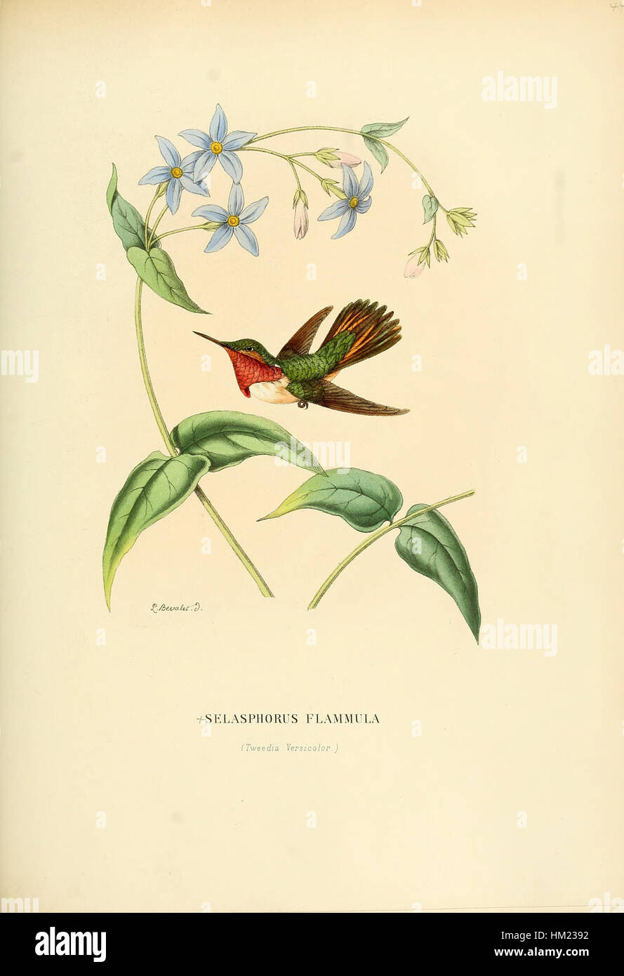 'Histoirenaturell31877muls 0279' is an artwork that blends historical ...