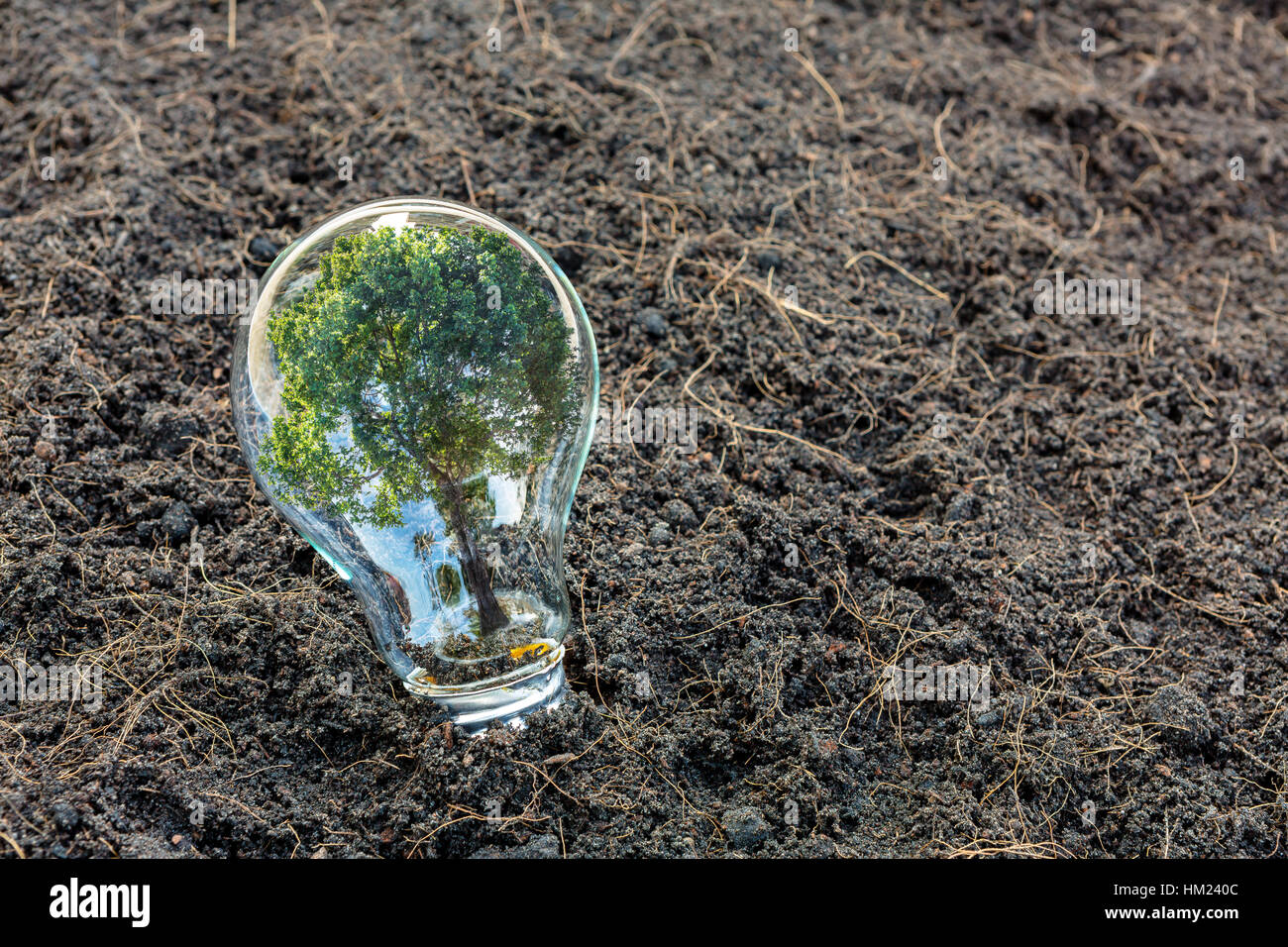 Bulb with plant growing inside Stock Photo - Alamy