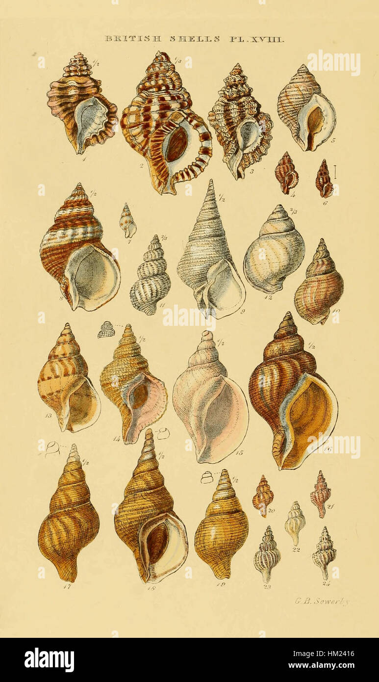 An illustration from the 'Illustrated Index of British Shells,' Plate ...