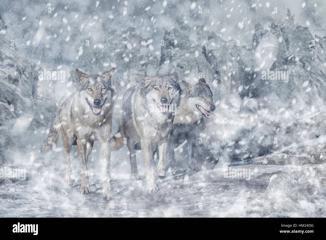 Wolf pack in the mountain, winter and snow Stock Photo - Alamy