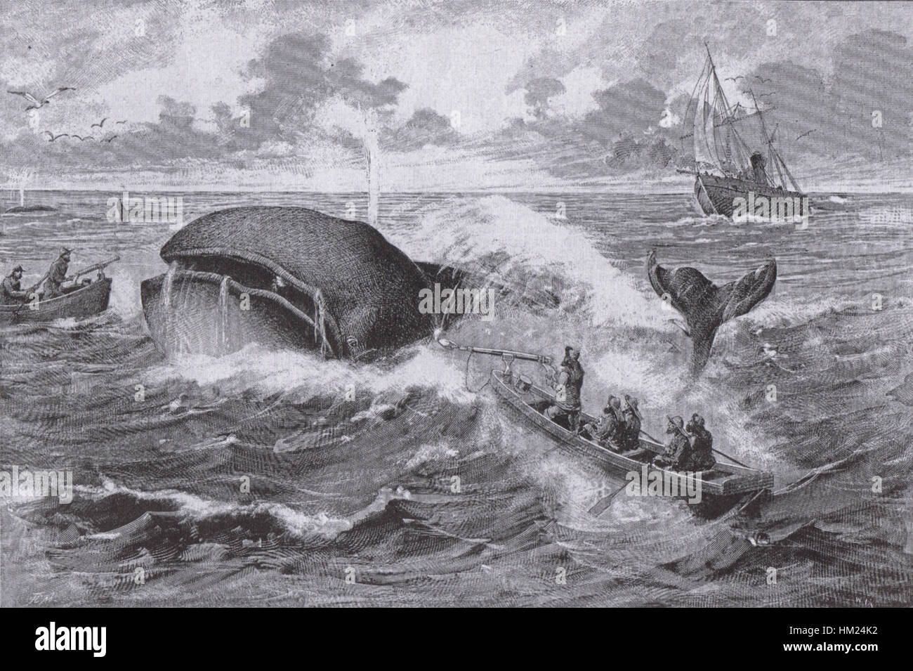 Walfang hi-res stock photography and images - Alamy