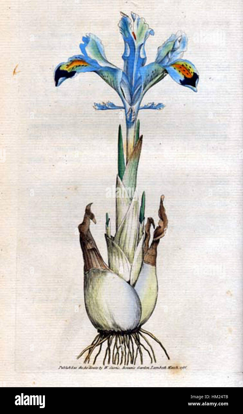 A botanical illustration of *Iris persica*, commonly known as Persian ...