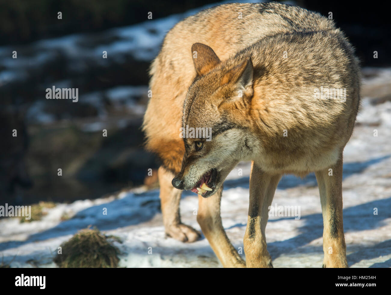 Stuffed animal grey wolf hi-res stock photography and images - Alamy