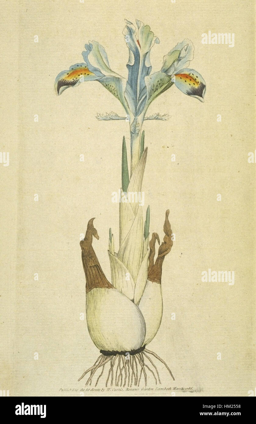 Botanical illustration vintage iris hi-res stock photography and images ...