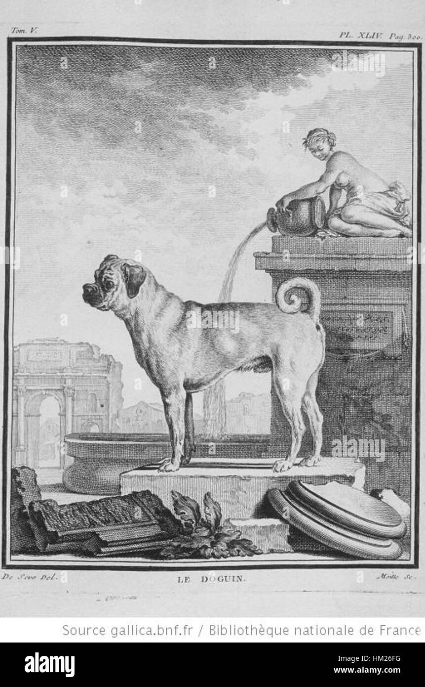 Le Doguin is a scientific illustration from Buffon's 'Histoire ...