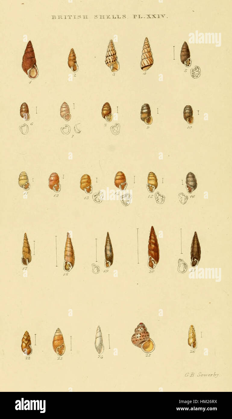 Illustrated index of british shells hi-res stock photography and images ...