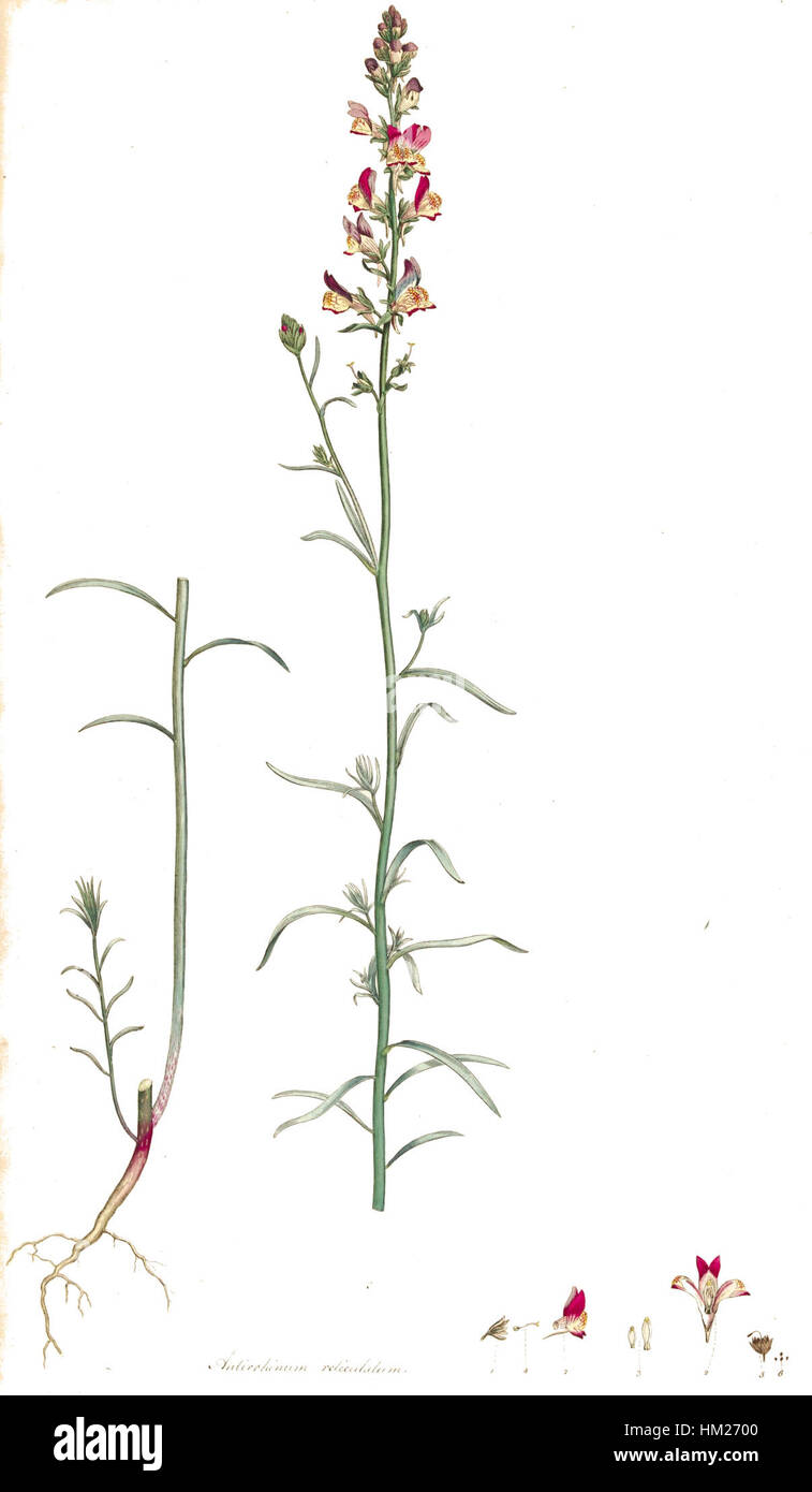 *Linaria reticulata* is a botanical illustration of the plant species ...
