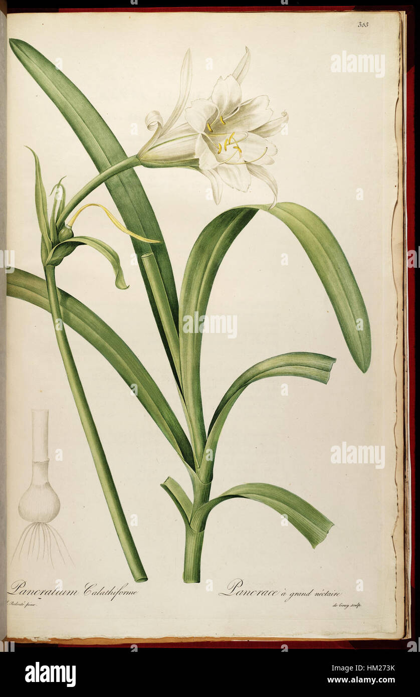 Ismene narcissiflora, commonly known as the Peruvian daffodil, is a ...