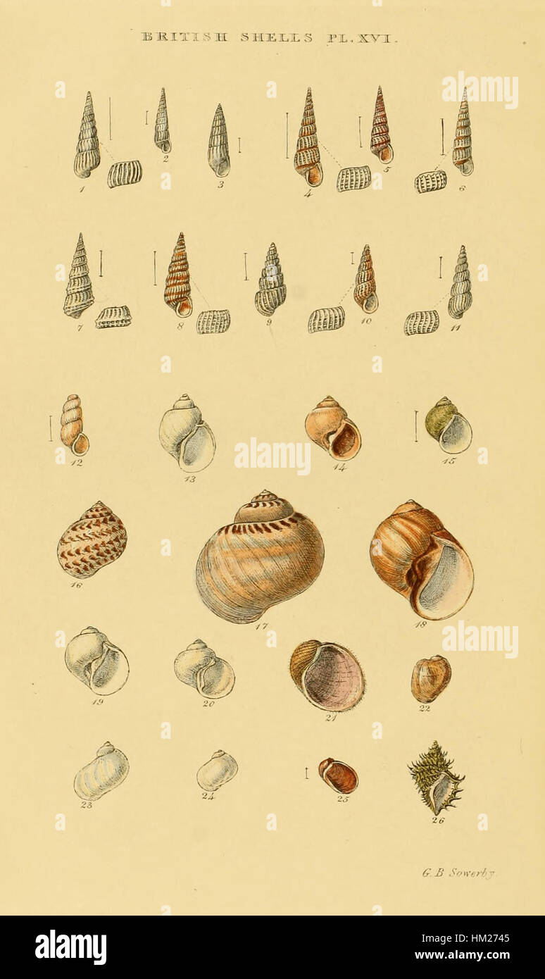 Plate 16 from the 'Illustrated Index of British Shells' displays ...