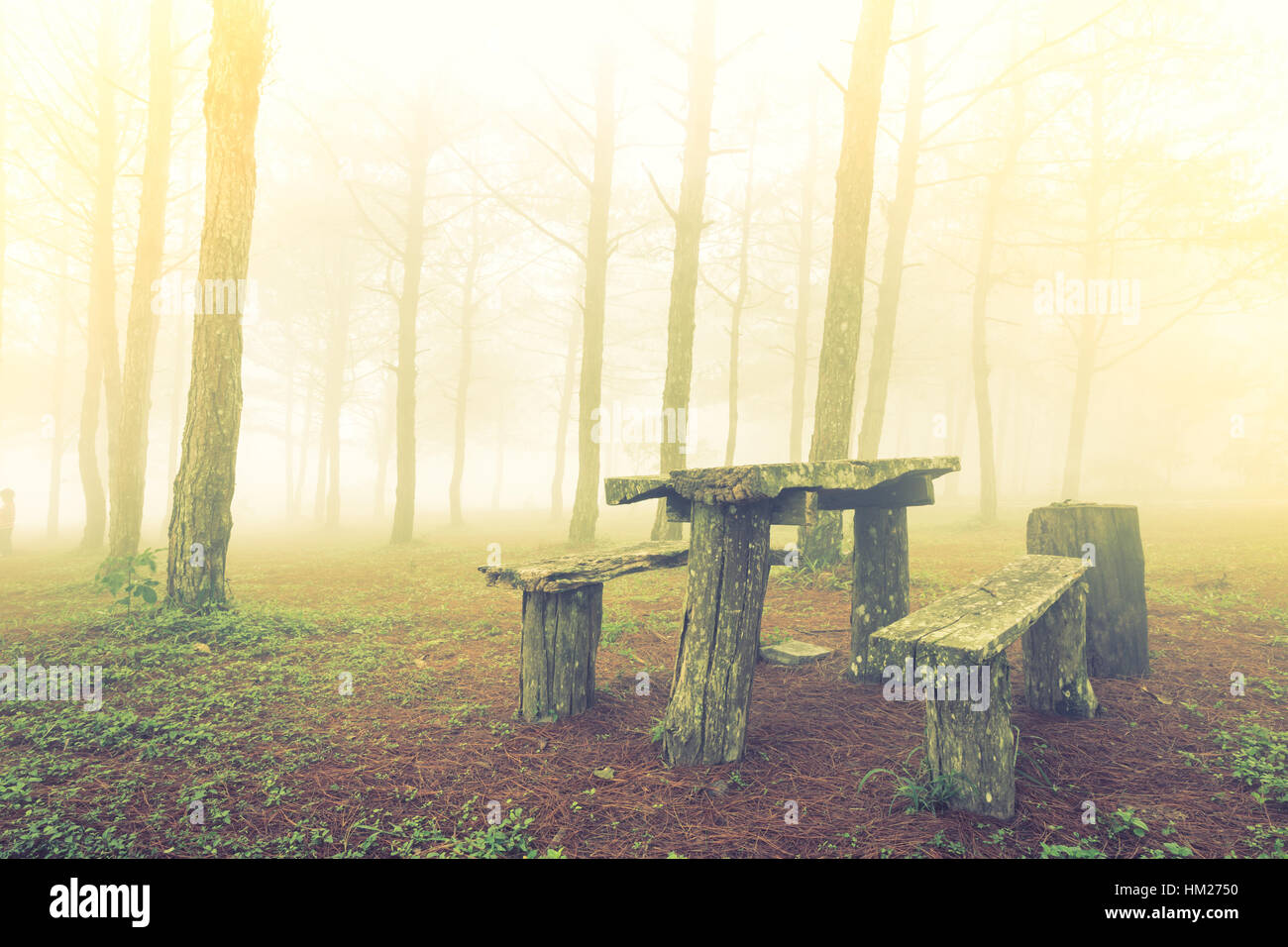 Wood table in forest tree during a foggy day ( Filtered image processed ...