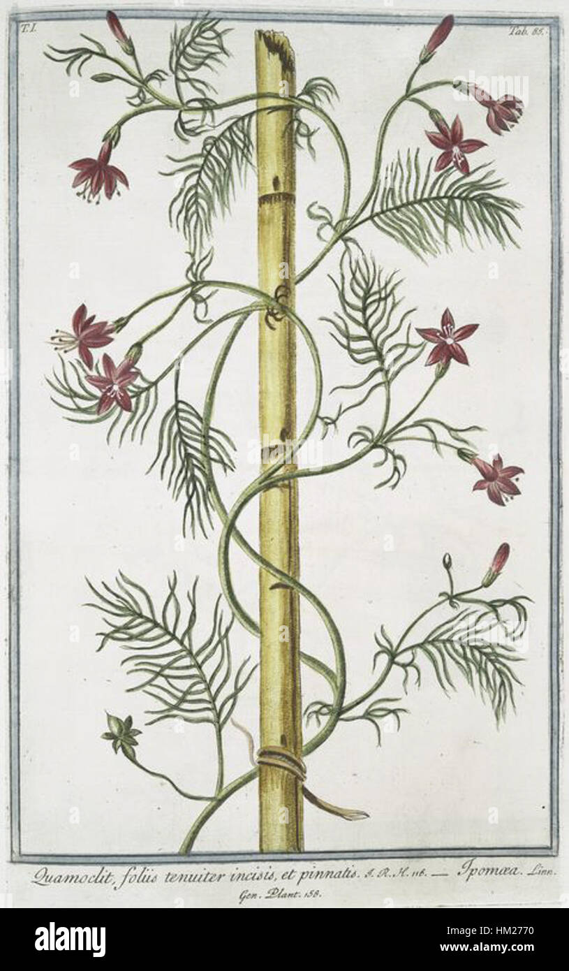 Ipomoea quamoclit - Hortus Romanus Stock Photo - Alamy