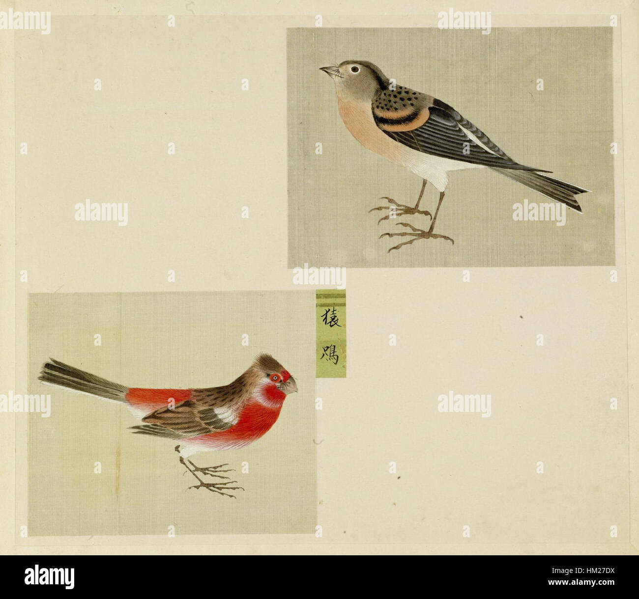 This leaf from a Japanese album depicts small birds, demonstrating the ...
